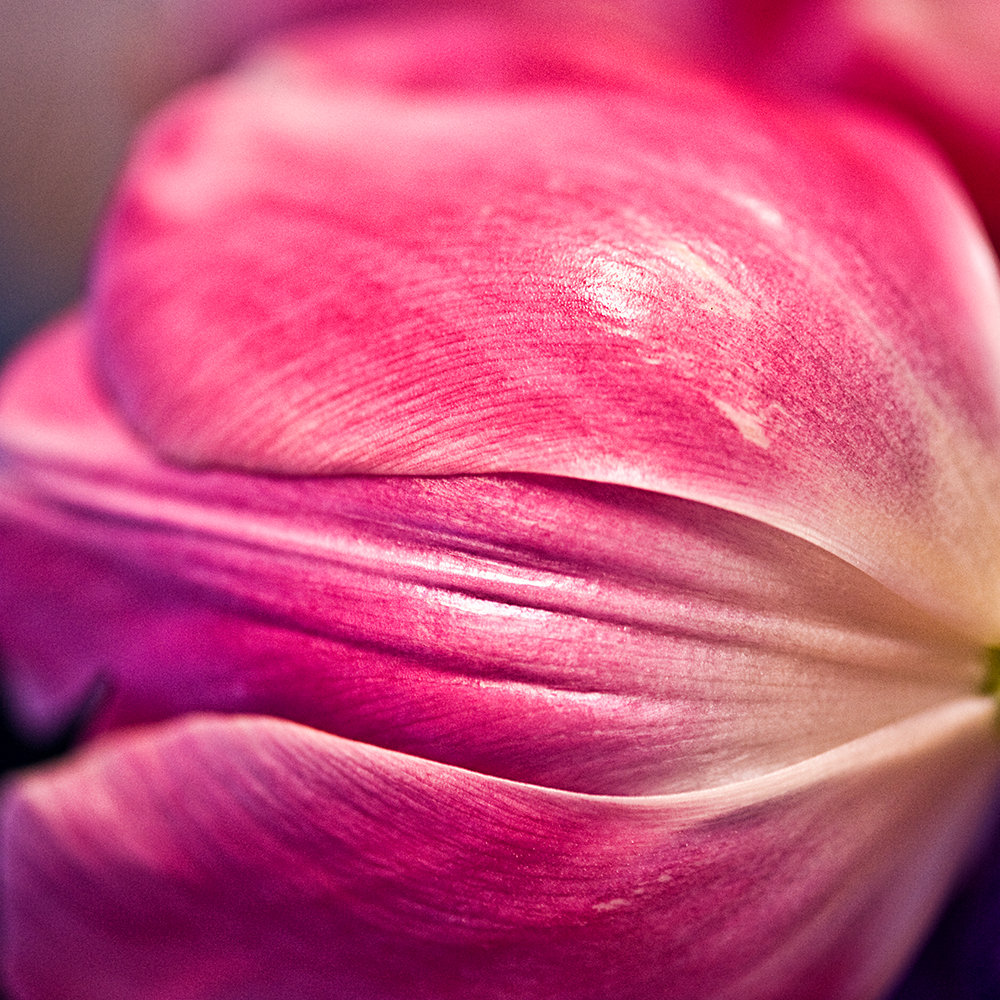 "Pas de Chat", 36" x 36" - Contemporary - Metal Wall Art - by JVA Art ...