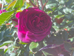 Is there a reblooming Rose like chianti