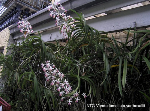 this is a big Vanda lamellata var boxallii