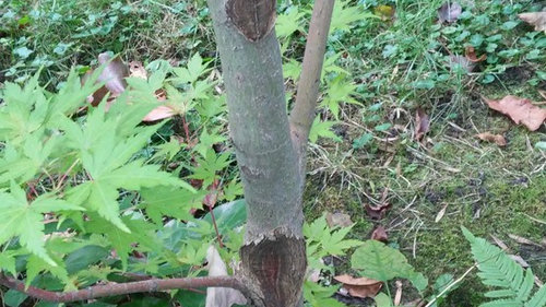 Coral bark maple has trunk damage