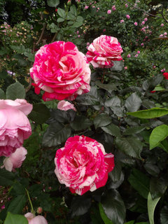 The best striped roses?