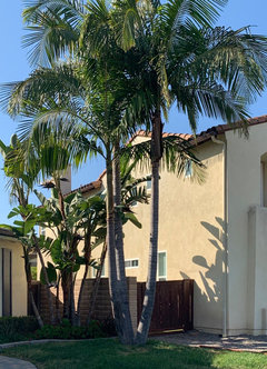 Want to Darken/Stain Palm Tree Trunks