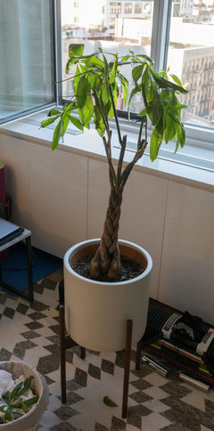 braided money tree dying