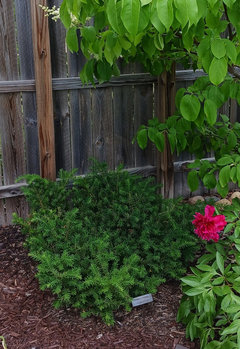 What are the best part shade tolerant smaller evergreens?