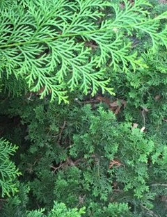 Help with pruning Hinoki compacta cypress tree