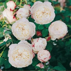 Elaine Gillet aka Gee Whiz or Geewizz