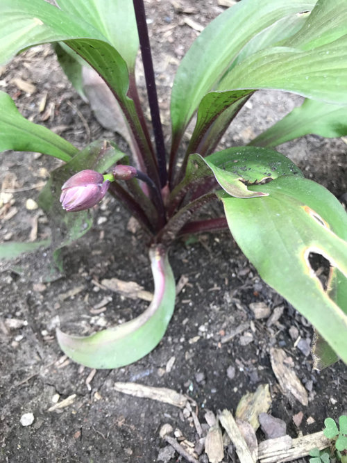 Bloodline is going to flower!