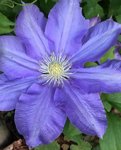 2019 Clem flower show