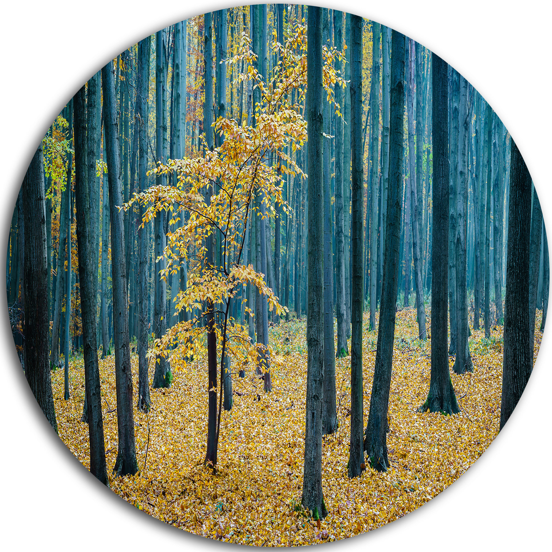 Dense Autumn Beach Forest, Forest Round Wall Art, Disc of 11 inch ...