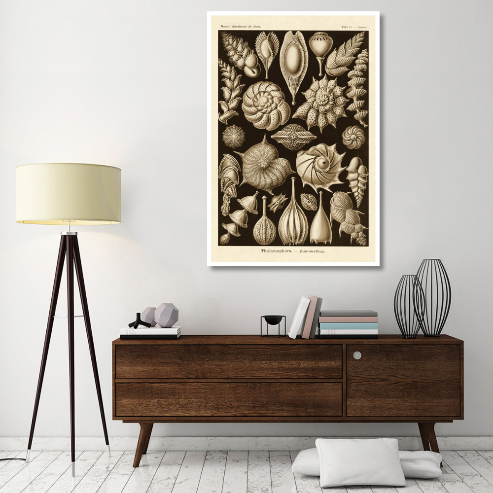 "Haeckel Nature Illustration: Thalamophora, Forminifera Tint" Paper Art ...
