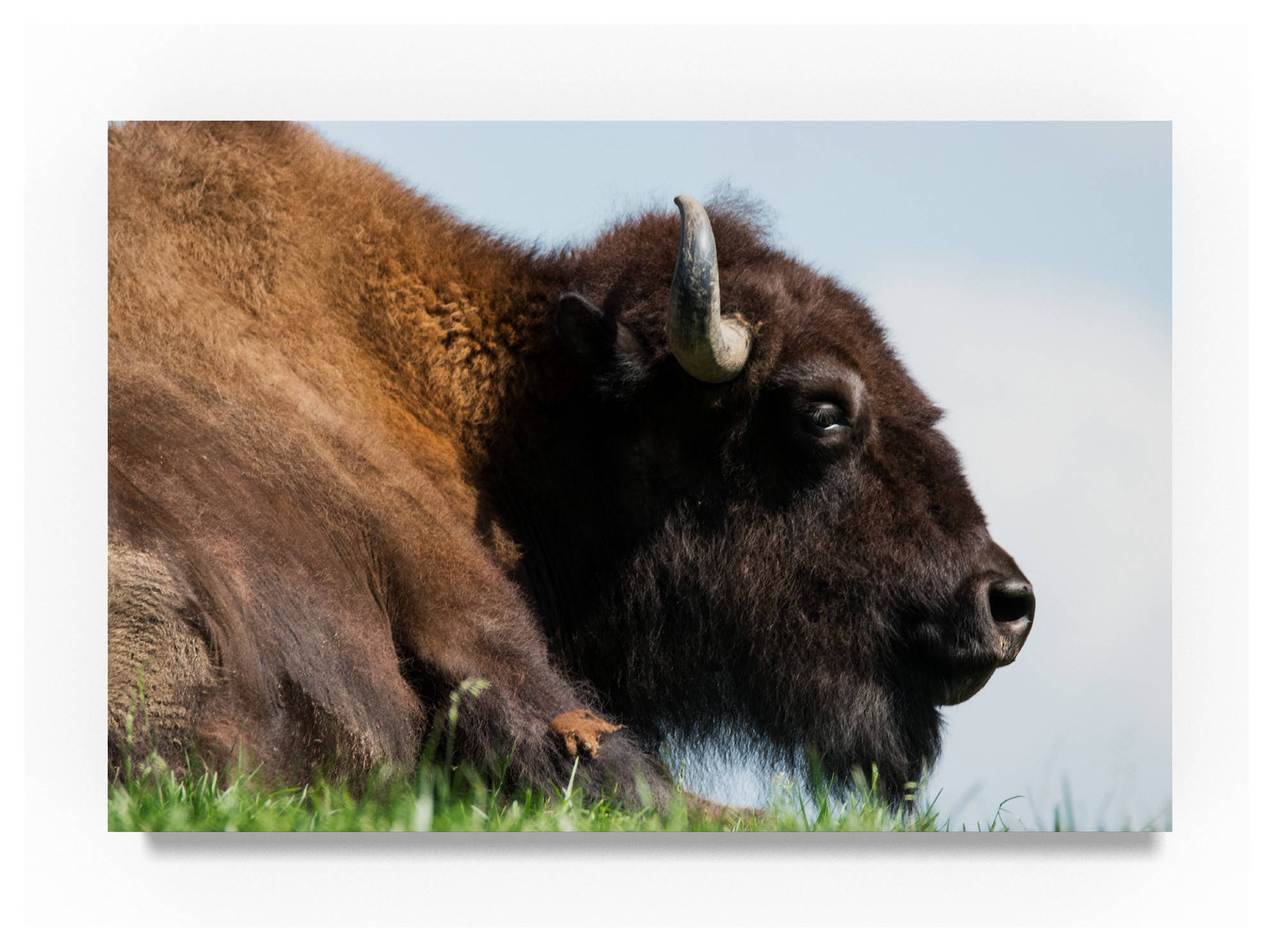 "Bison" by Robert Michaud, Canvas Art, 22"x32" - Southwestern - Prints ...