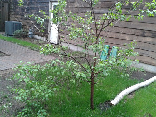 Is my Italian Plum Tree dying?