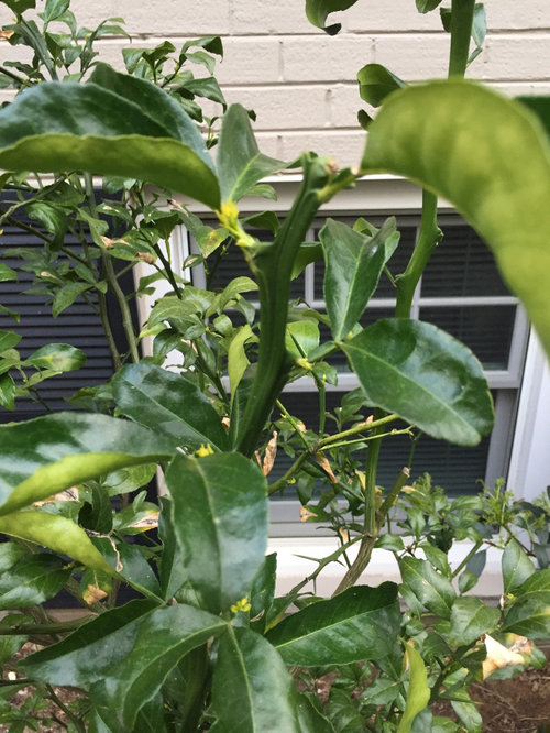 Citrandarin breezed through our zone 8 winter this year.