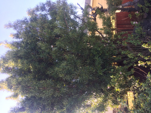 prune my podocarpus ... or taxus?