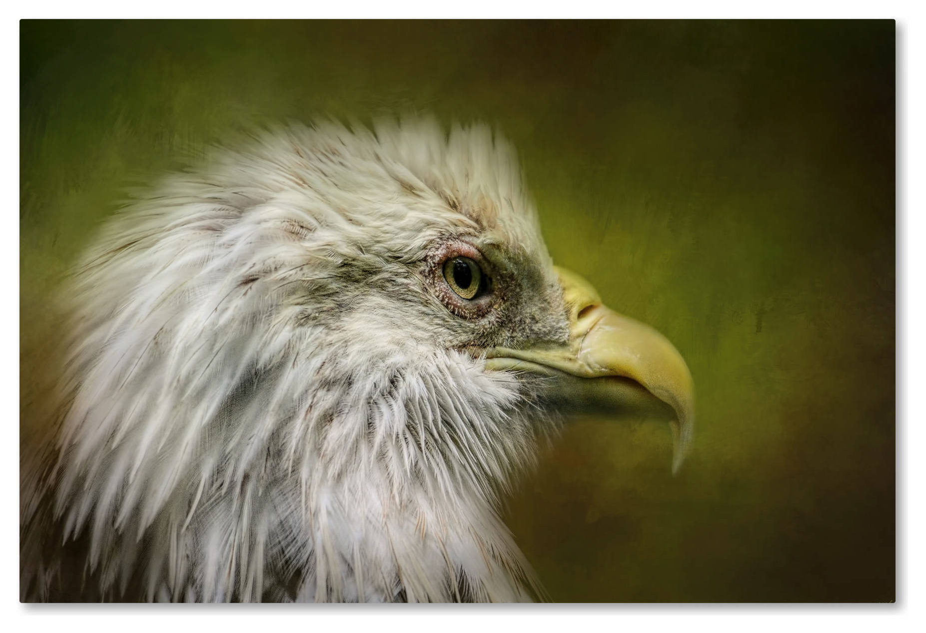 Jai Johnson 'Bald Eagle In The Grove' Canvas Art, 32"x22" - Rustic ...