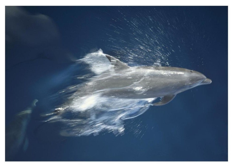Bottlenose Dolphin Leaping Playfully, Hood Island, Galapagos Islands ...