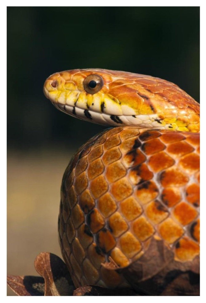 Cornsnake, Native To Southeastern And Central United States-Paper Art ...