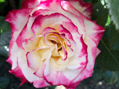 Healthy Bush, Obnoxious Color?