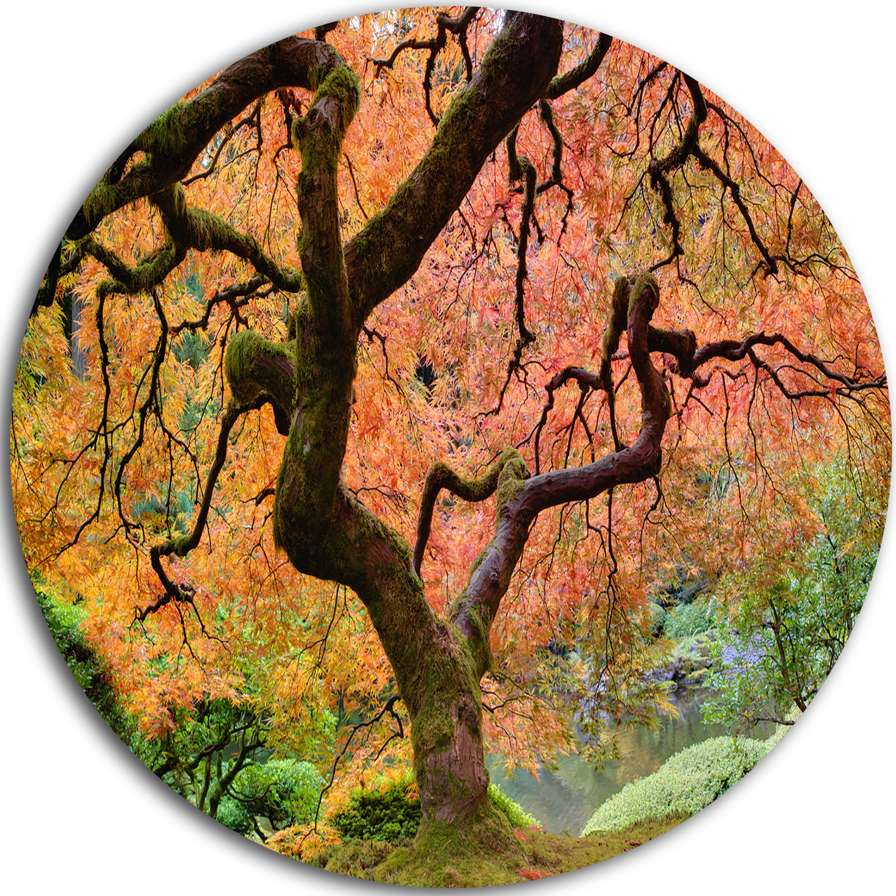 Autumn Maple Tree, Landscape Photography Round Wall Art, Disc of 36 ...