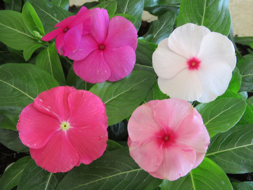'Cora Cascade' vinca