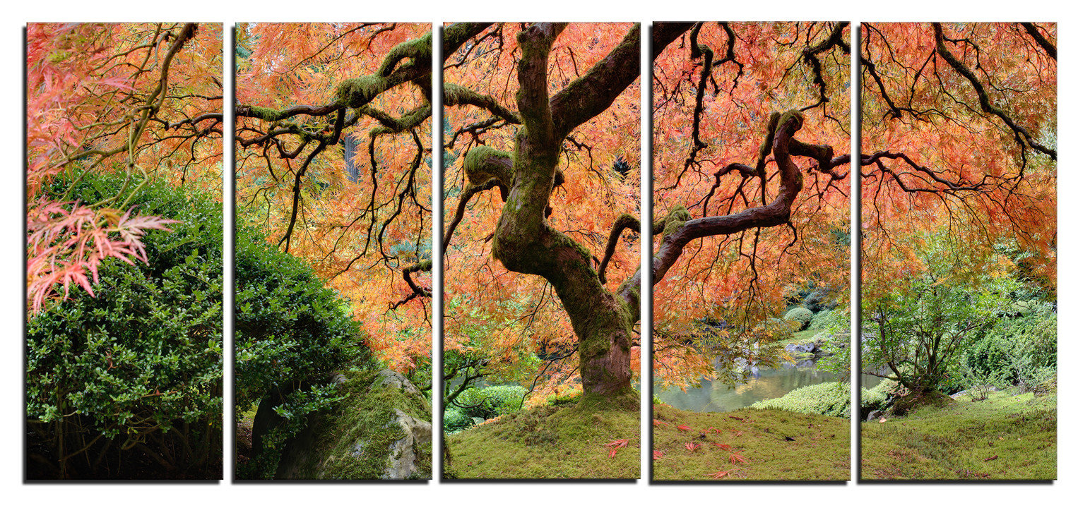 "Old Japanese Maple Tree" Landscape Photography Canvas Print, 60"x28 ...