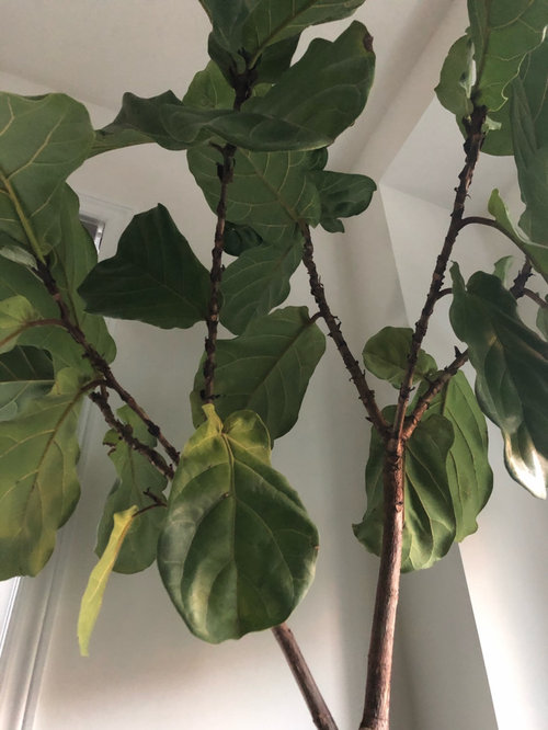 FLF: will notching help my tree?