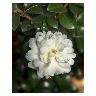 October Magic® Ivory Camellia Camellia sasanqua 'Green 99-016' PPAF ...