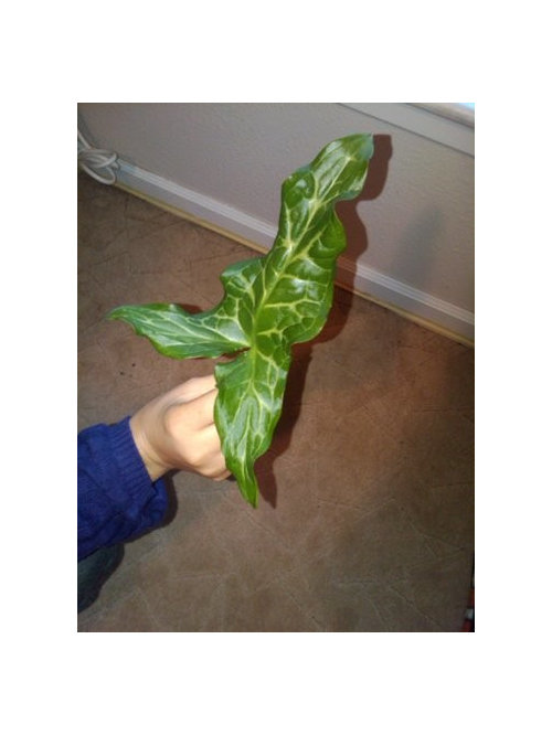 Invasive, variegated