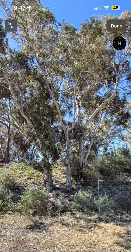 Design Dilemma: 20m Wide Lot with Massive 10.5m Tree Setback - Build F ...