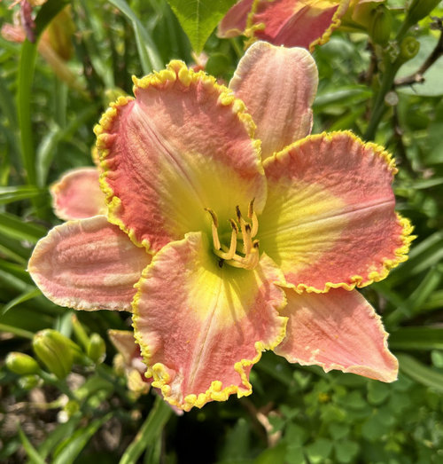 Enjoying beautiful weather and late and reblooming daylilies
