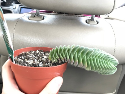 Suggestions for repotting a heavy, slanted plant?