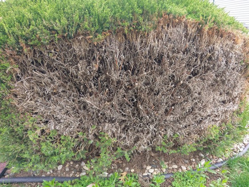 Remove butchered evergreen shrubs