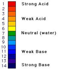 new color in roses (cyan celebration) an alkaline ph mutation!