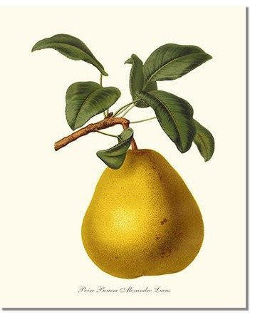 Vintage Botanical Fruit Art : Pear Poire Beurre Alexandre Lucas, 11x14 ...