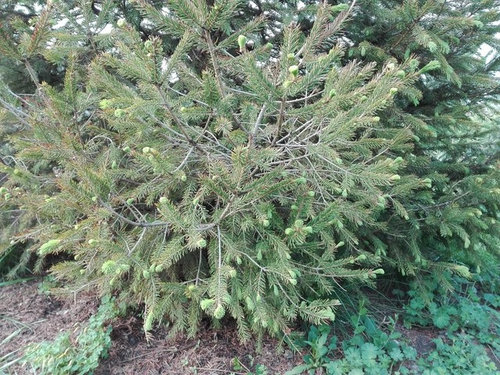 Is this Norway spruce dying?