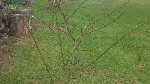 Dead peach tree?