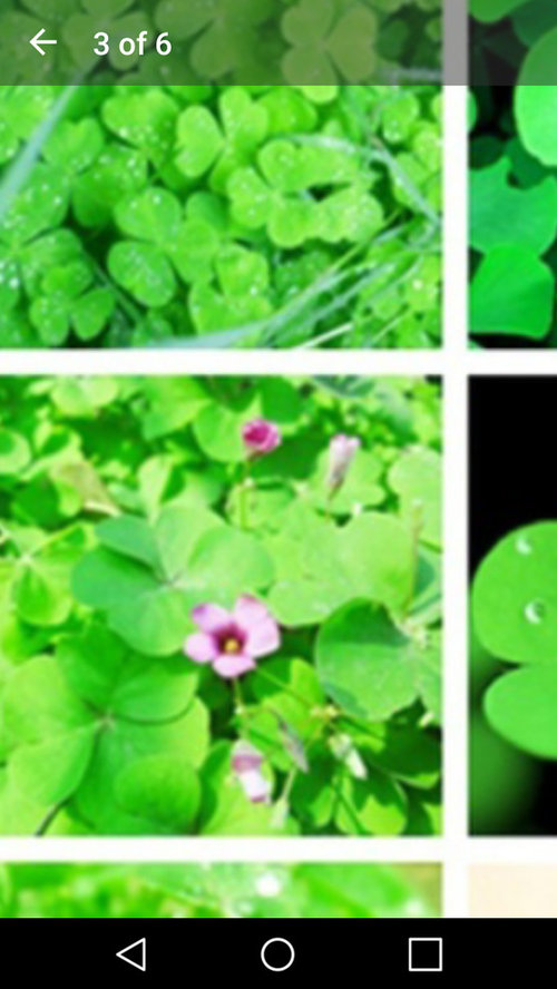 "Unique four leaf clover"