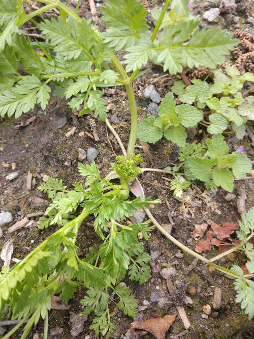 posion hemlock or stinky Bob/herb robert