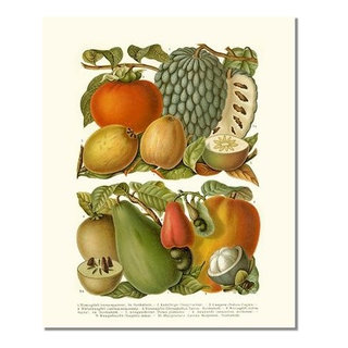Vintage Botanical Fruit Art : Tropical, 8x10 Print - Traditional ...