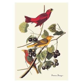 Summer Tanager, 12" x 18" - Traditional - Prints And Posters - by ...