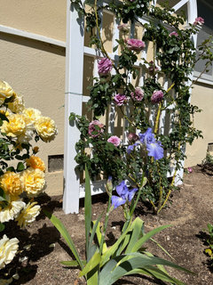 Please show me your Quicksilver Arborose.