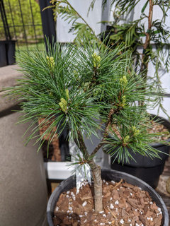 Rookie Season - Grafting Conifers Results