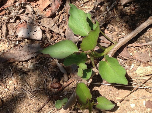 Ground-hugging weed around an apple tree