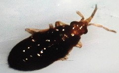 Tiny bugs crawling on red raspberries