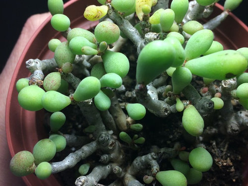 Tylecodon schaeferianus Care