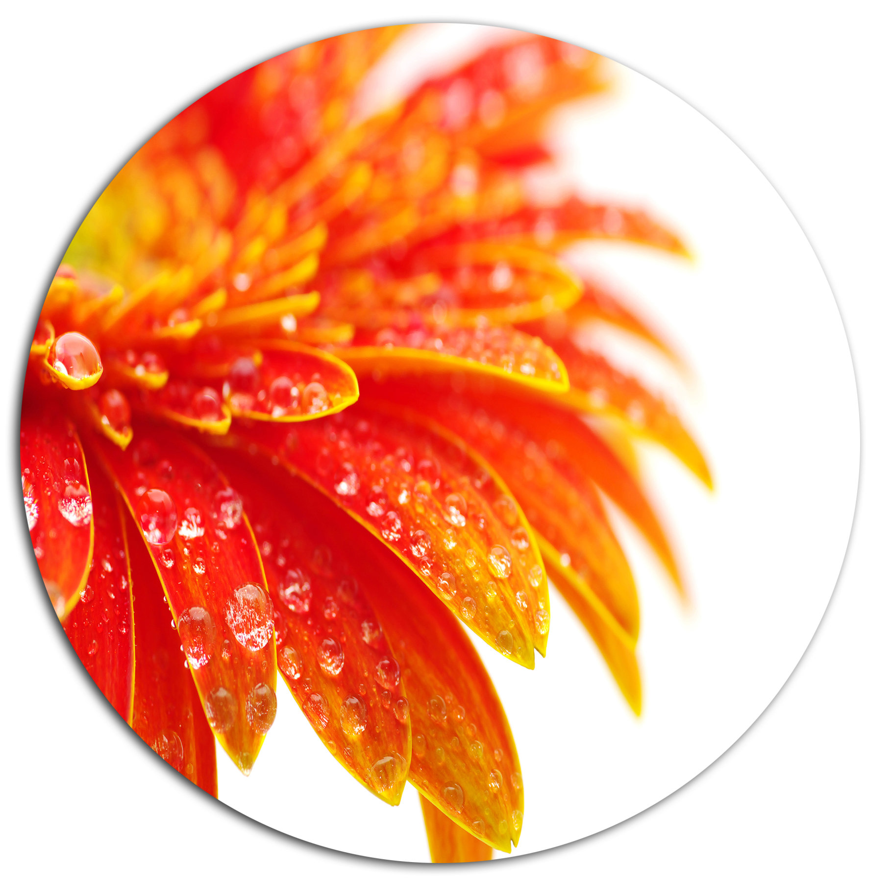 Orange Gerbera With Raindrops, Floral Disc Metal Wall Art, Disc of 11 ...