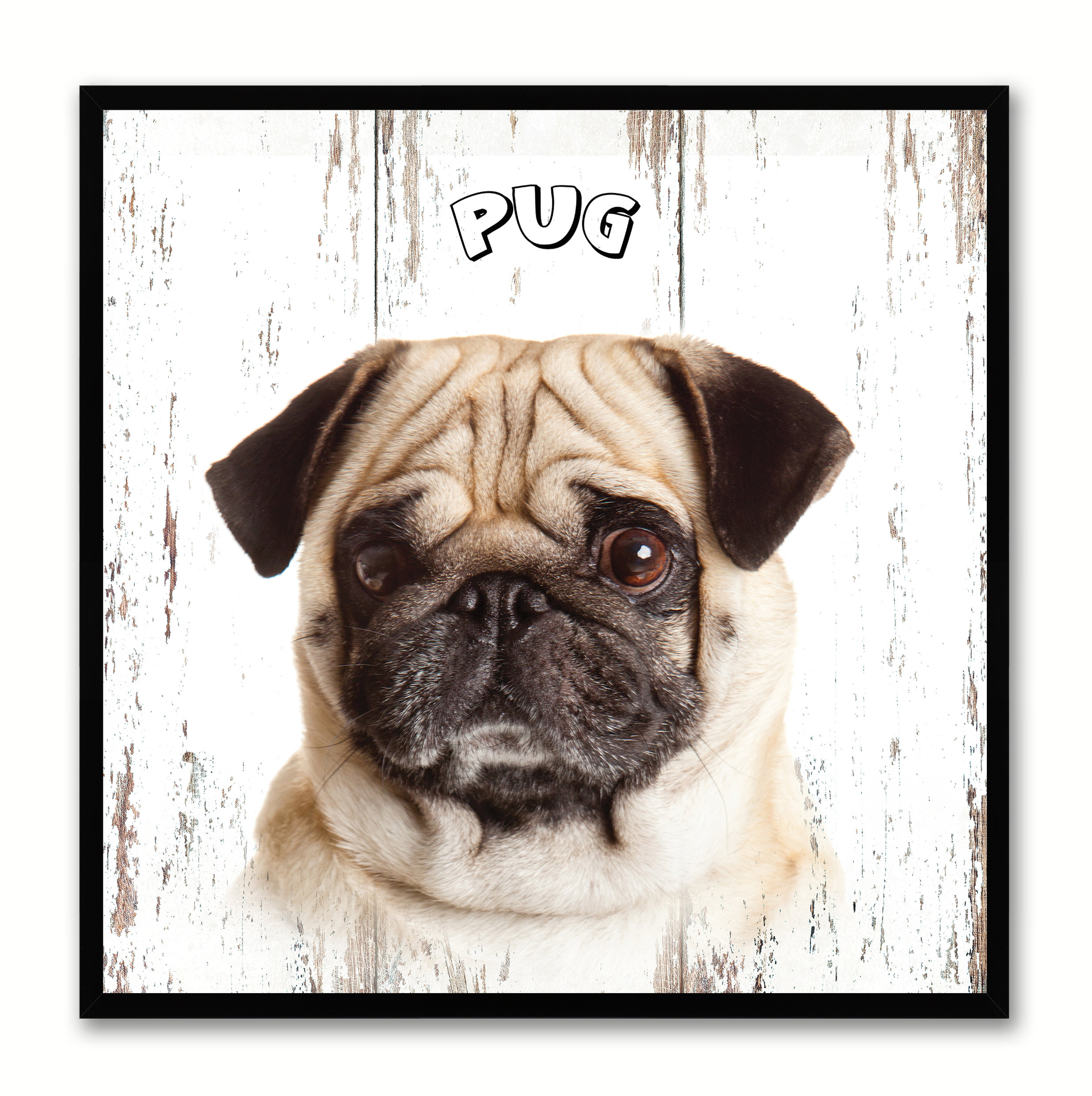 Pug Dog Canvas Print, 7"x7", 7"x7" - Contemporary - Prints And Posters ...