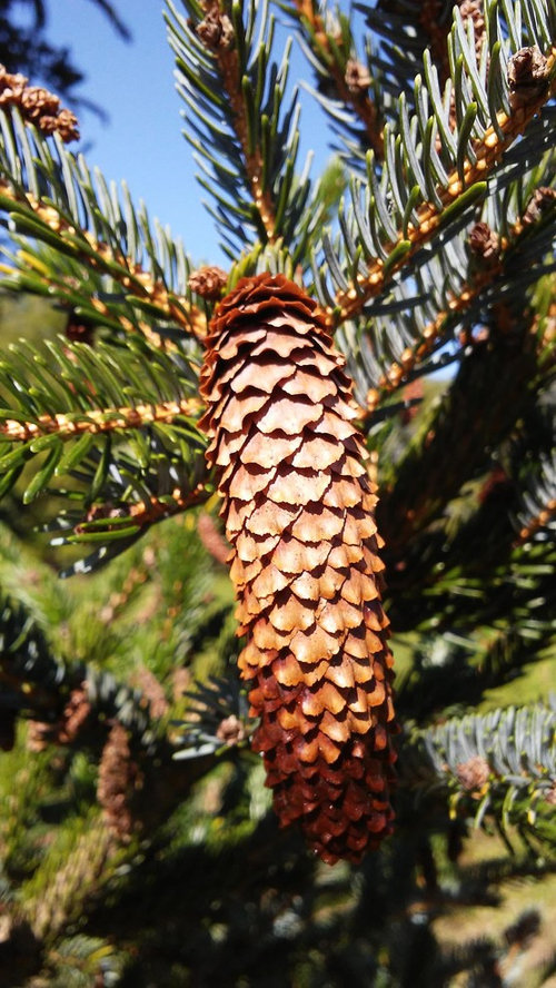 60 year old Picea jezoensis