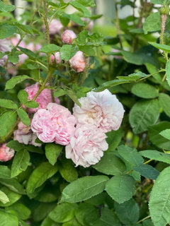 Favourite frilly pink repeat bloomers?