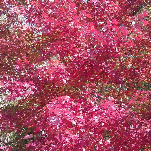 Acer Rubrum fall colors